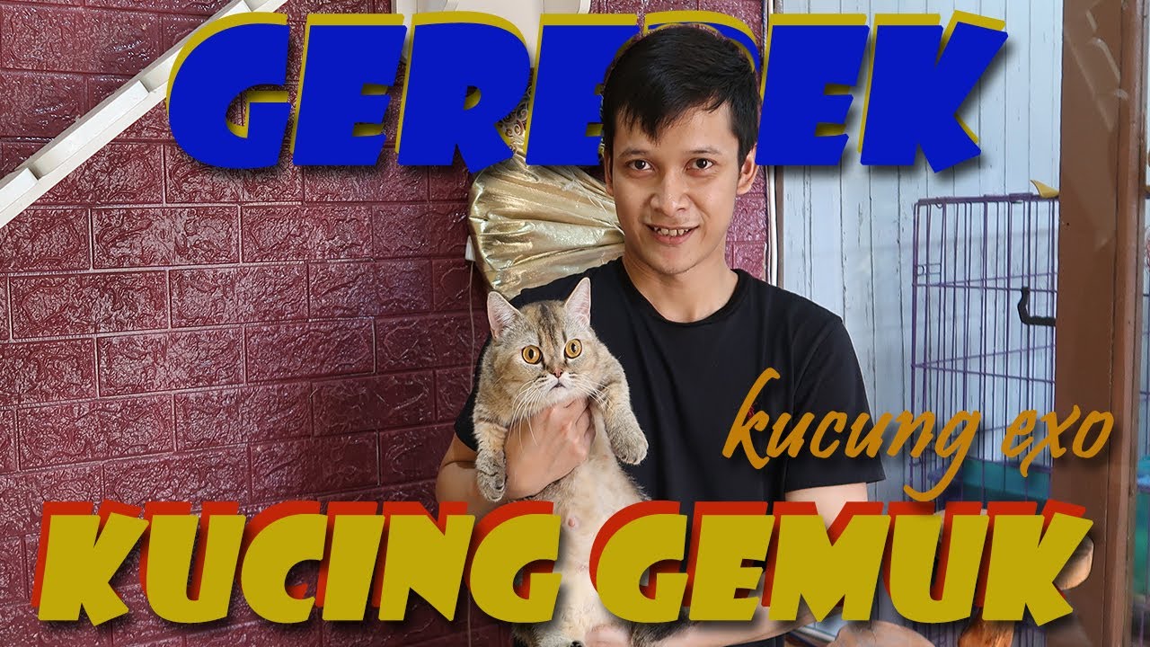 UPDATE HARHA KUCING EXO |GEREGEK RUMAH KUCING PALING BESAR DI BANDUNG ...
