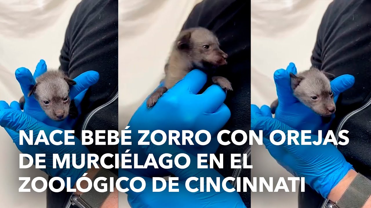 Nace bebé zorro con orejas de murciélago en zoológico de Cincinnati ...