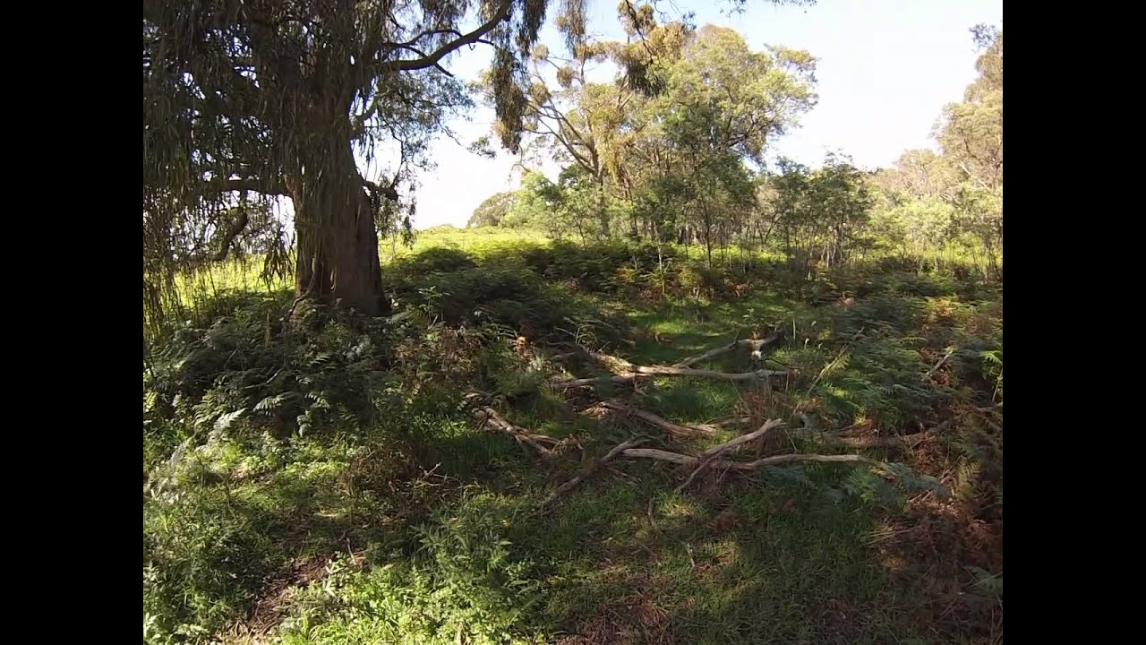 Gopro Fox hunting Australia - YouTube