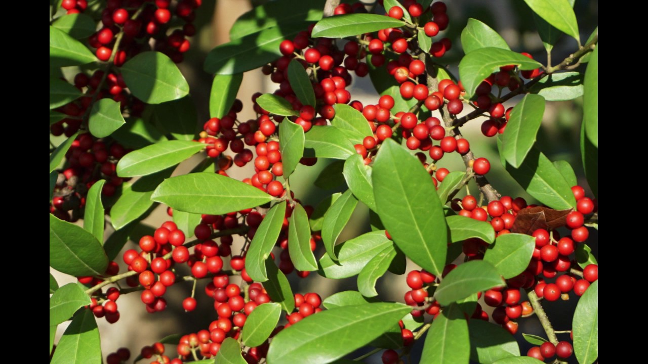 Ilex cassine - 'Dahoon Holly' trees for sale Miami, Florida South ...
