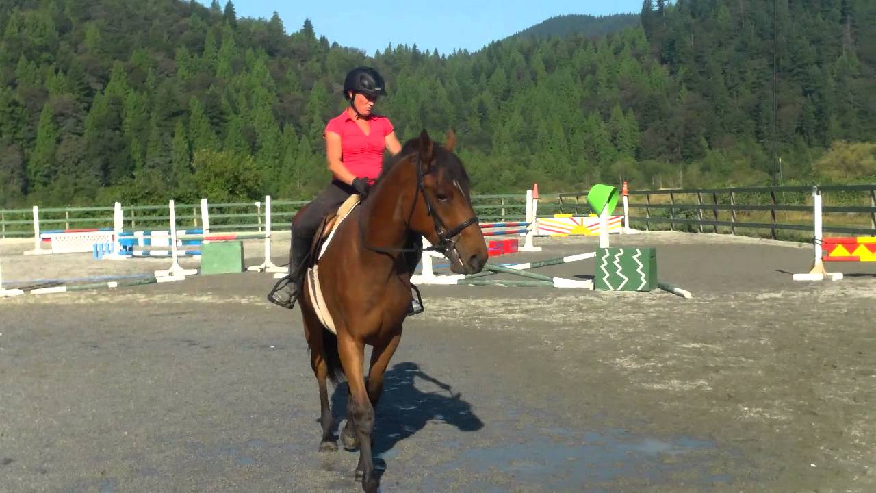 Sport Horse Filly Ride #3. Horse breaking natural horsemanship - YouTube