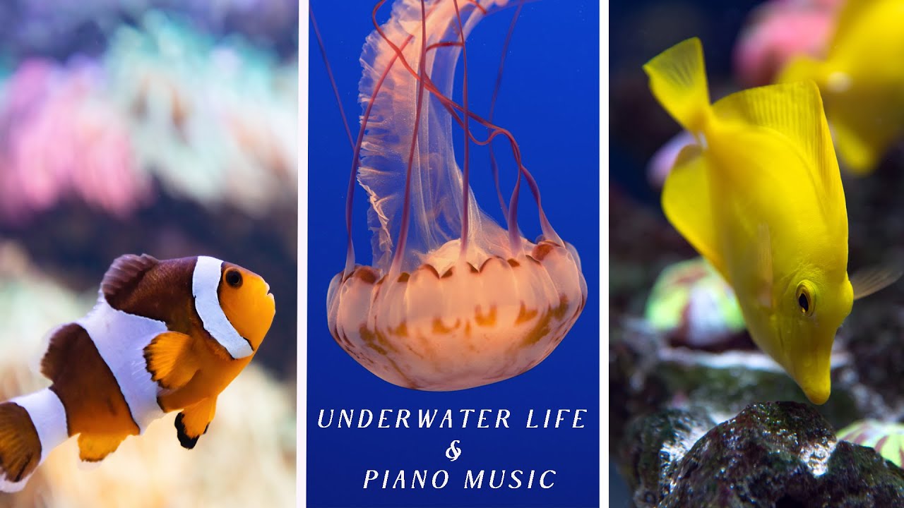 Relaxing Piano Music • Underwater Footage • Sleep Music • Calming Music ...