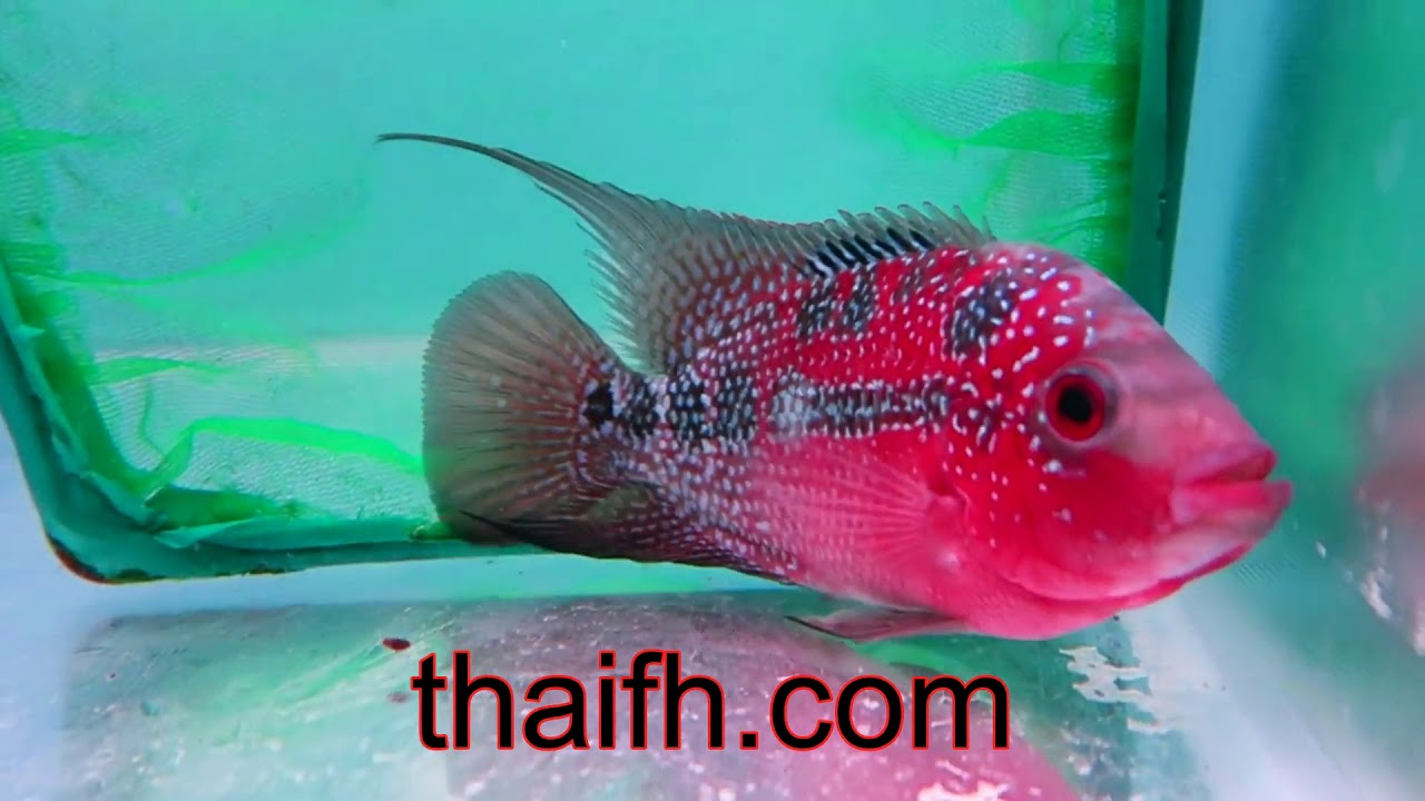 02 Female flowerhorn for sale - www.thaifh.com - YouTube