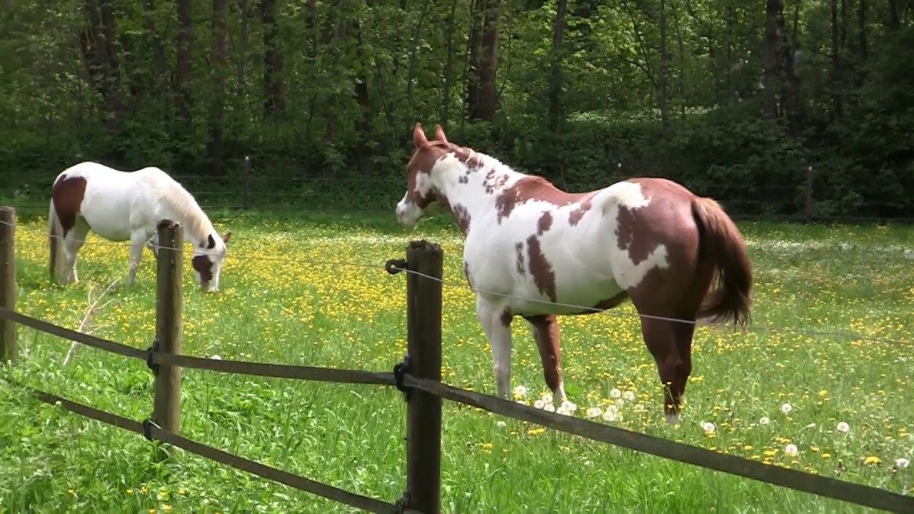 Paint Horse Ranch - YouTube