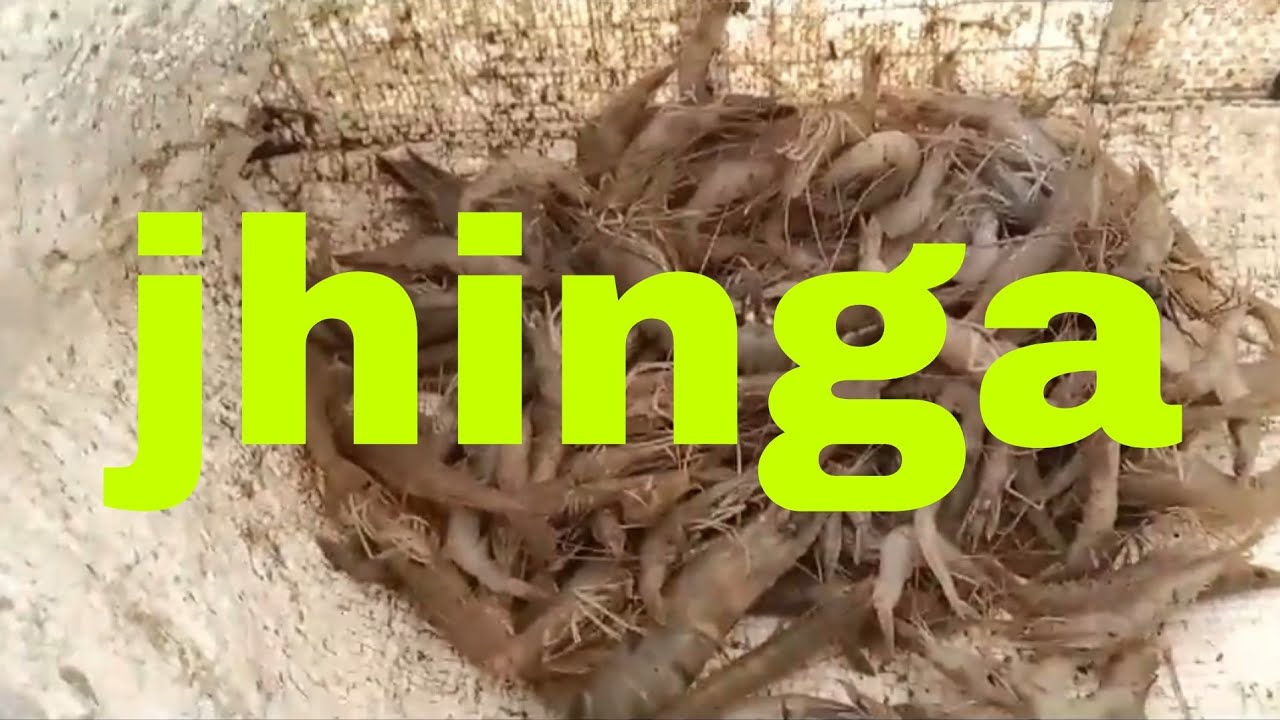 NET FISHING #JHINGA FISHING - YouTube