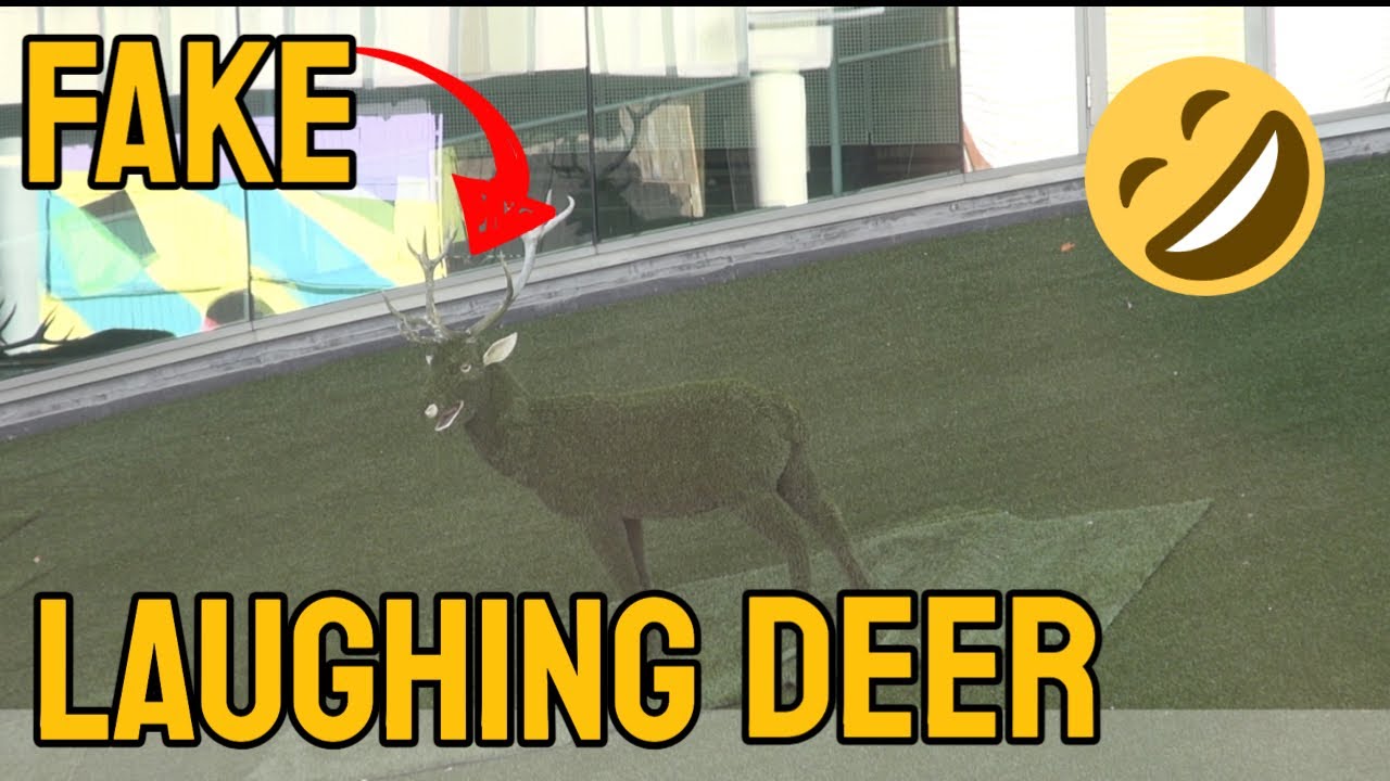 Fake Deer Apeldoorn Netherlands Music Stores Bob Lanning Jim Murray ...