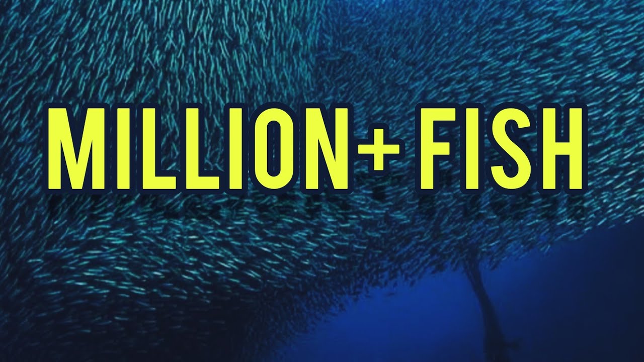 SNORKELING with a MILLION FISH | KOH TAO ISLAND | THAILAND 🤿 - YouTube