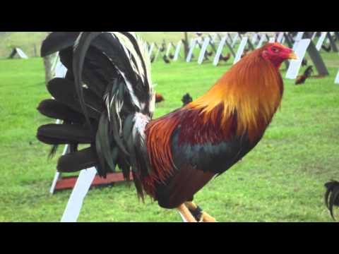 el gallo enamorado - YouTube