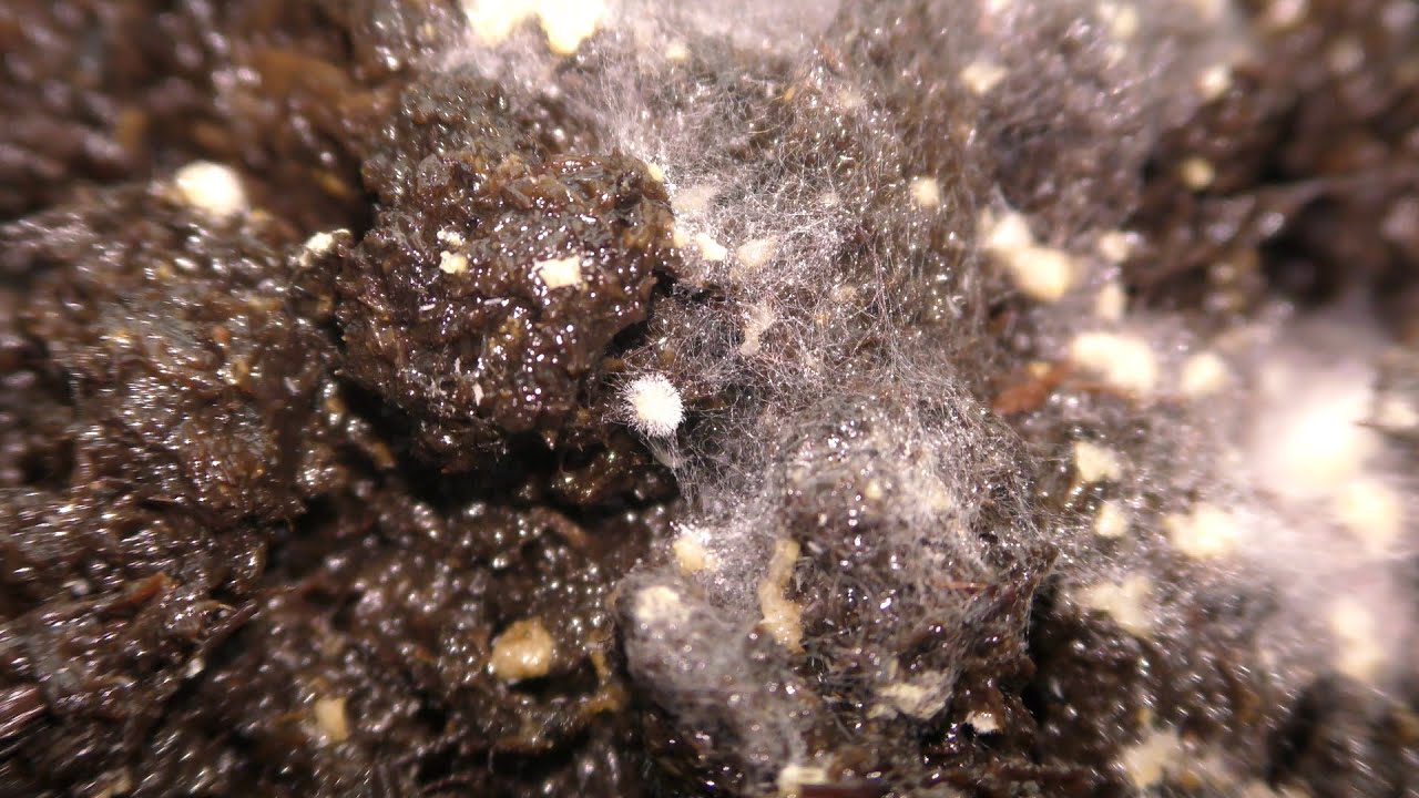 Grindal Worms Culture on Peat Moss with Springtails - YouTube