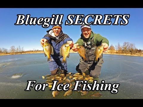 Bluegill SECRETS Ice Fishing - Wax Worms on the Double Rig - YouTube