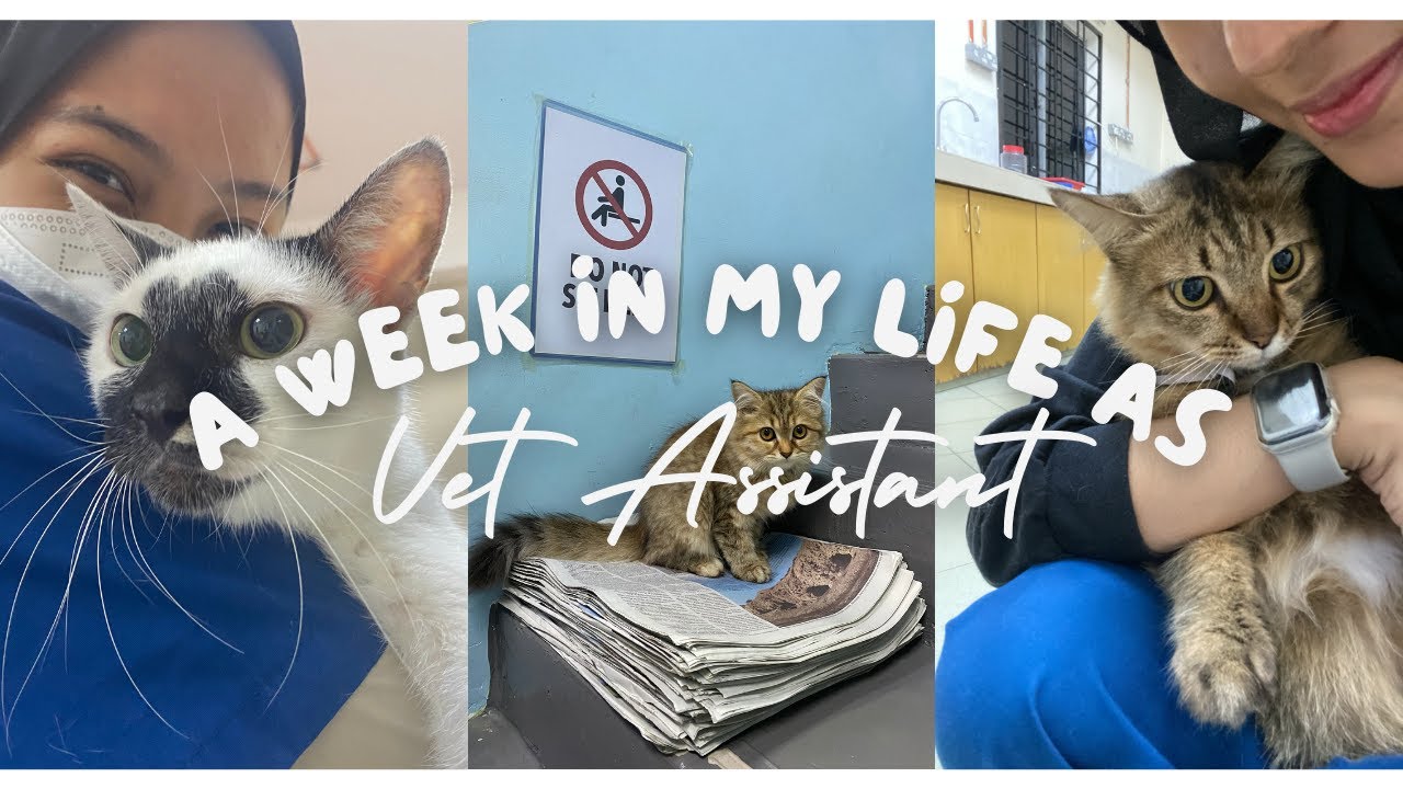 A Week in my life as Vet Assistant 🩺🐱+ Last day 😢 | MALAYSIA 🇲🇾 - YouTube