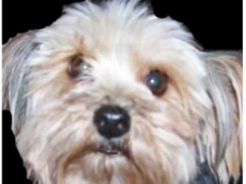 Ask Melody - Talking Yorkie - YouTube
