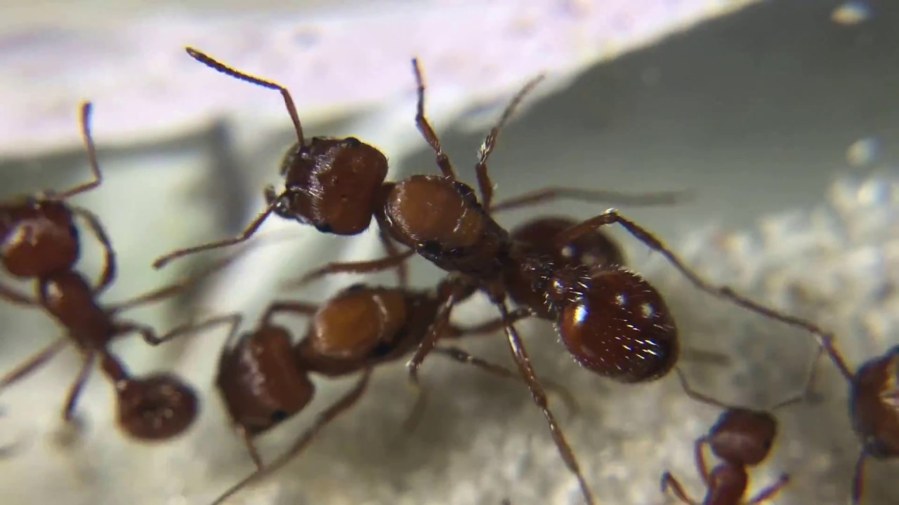 Pogonomyrmex subnitidus polygynous 8 queen colony - YouTube