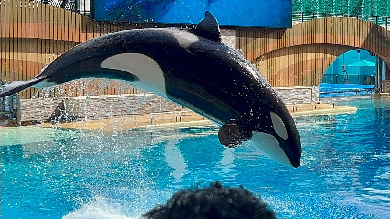 Orca Encounter (Full Show in 4K) | SeaWorld Orlando | November 10, 2024 ...