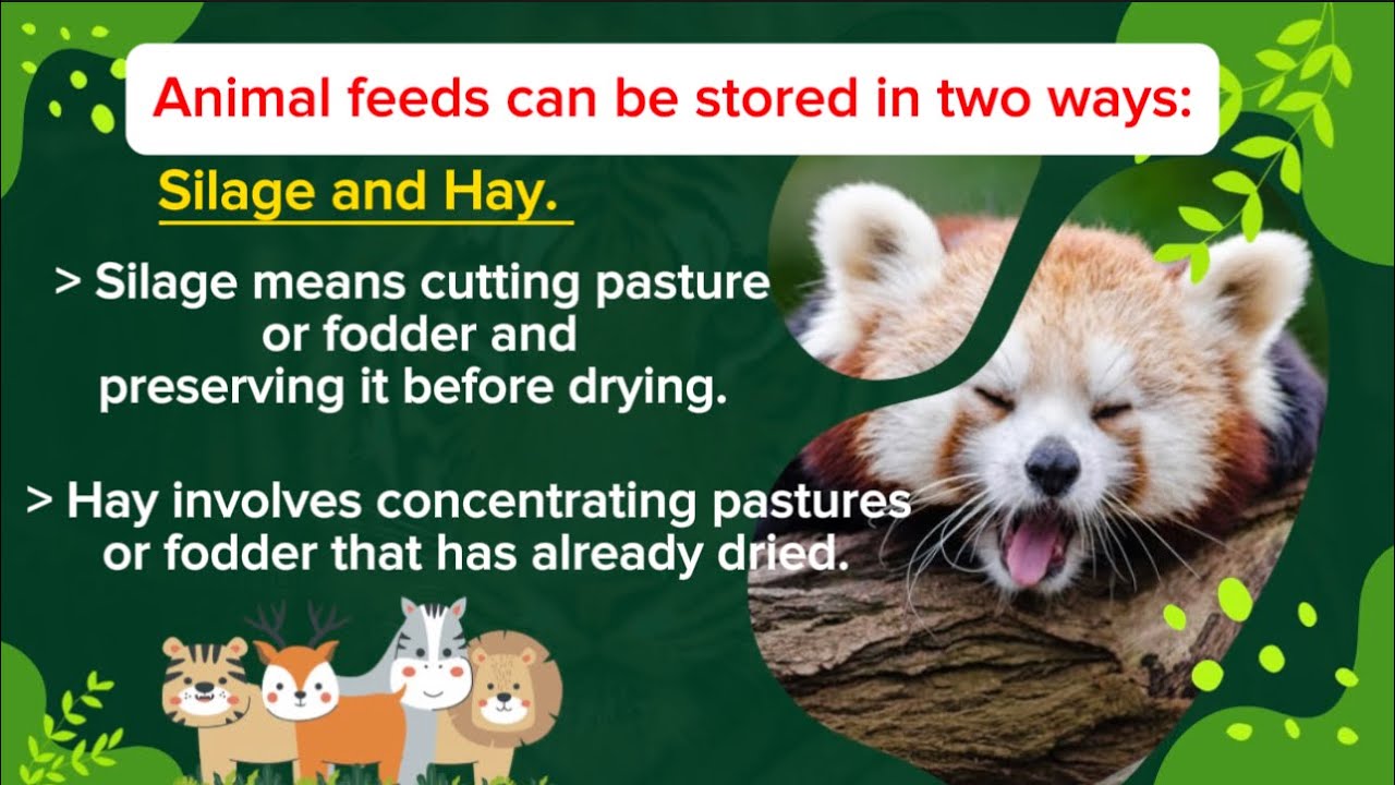 The Difference Between Hay and Silage | Two Ways in Which Animal Feeds ...
