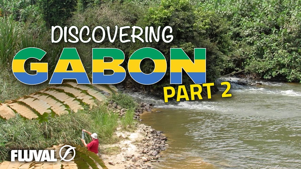 DISCOVERING GABON | The Best Fish Parents? - YouTube