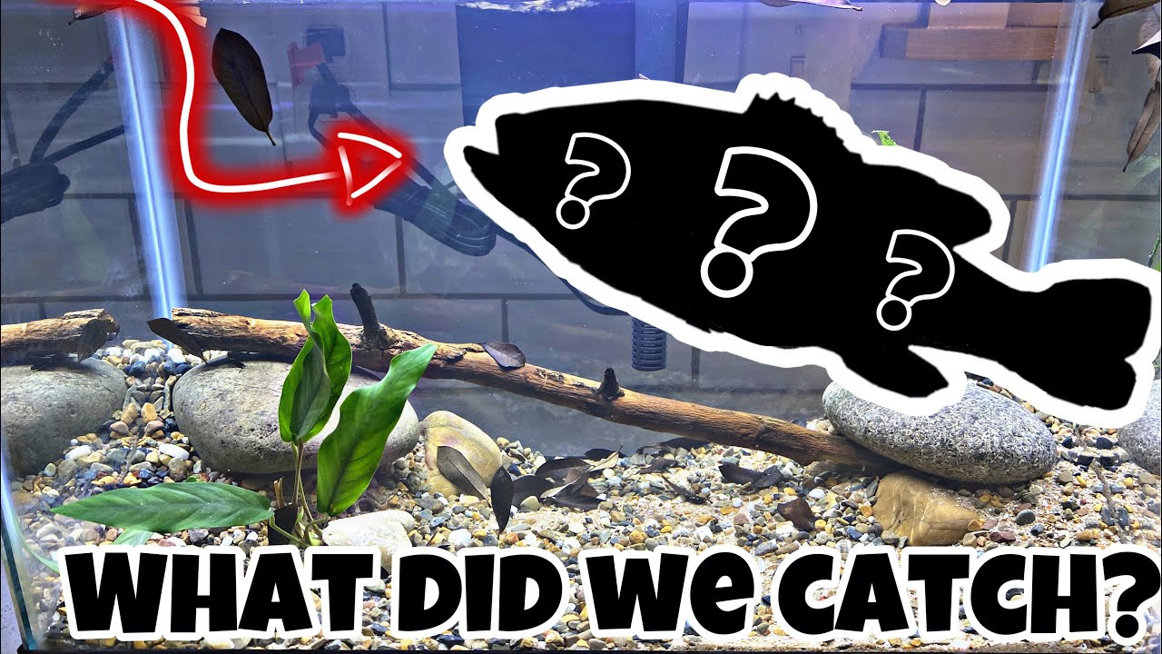 New FISH for Native Texas Aquarium!!! (Baby Guppies?!?!) - YouTube