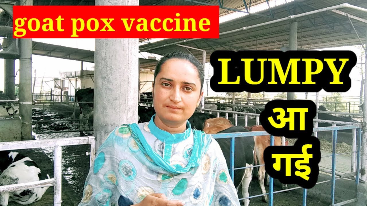 Lumpy skin disease treatment, vaccine and prevention - YouTube