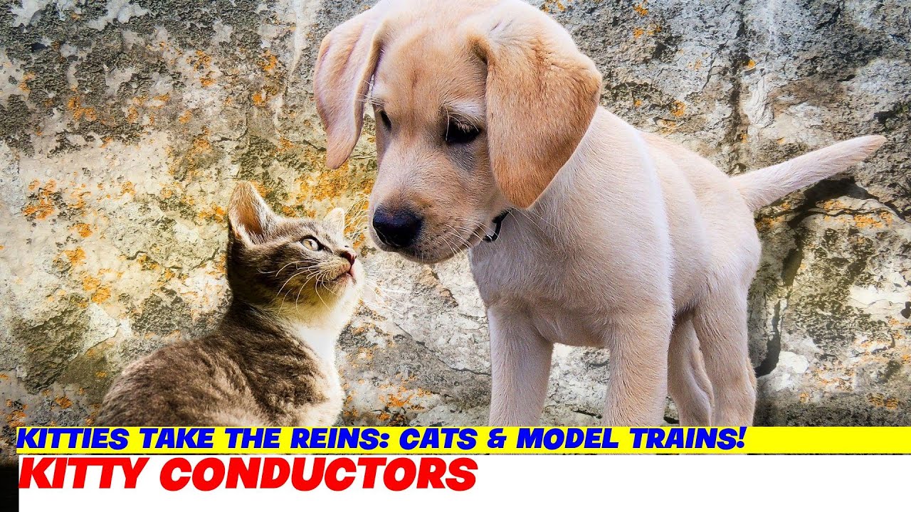 Kitties Take the Reins: Cats & Model Trains! - YouTube