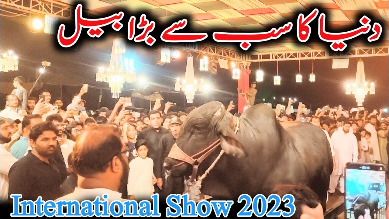World Record Bull Wins Faslabad show 2023//International Show 2023 ...