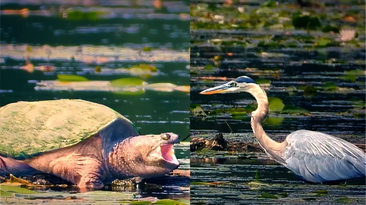 Encounter Between Great Blue Heron and Common Snapping Turtle - YouTube