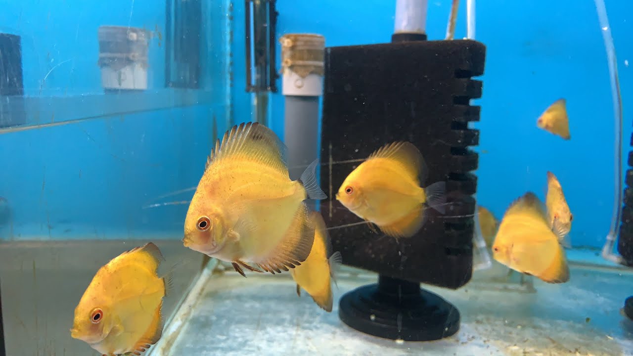 🔴 Live JT Keeping Fish // Baby Discus Tank! 🔴 - YouTube