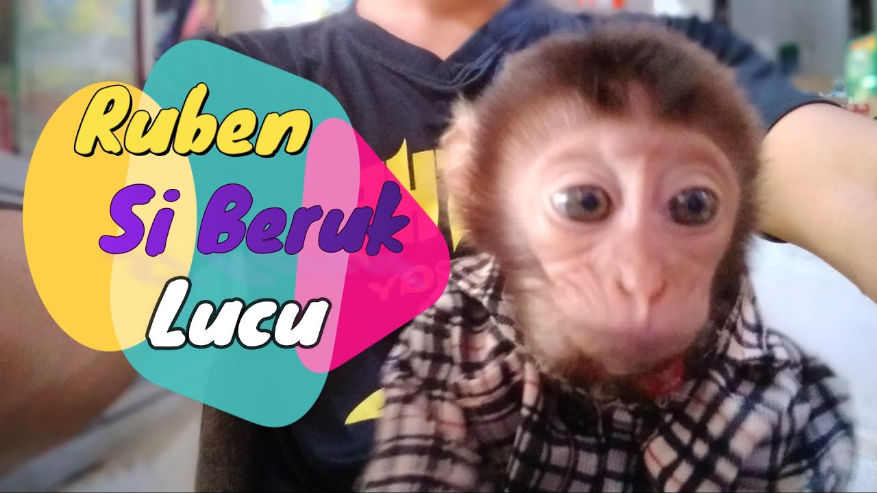Anakan Beruk Lucu - YouTube