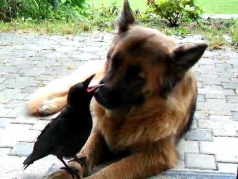 crow loves my dog - YouTube