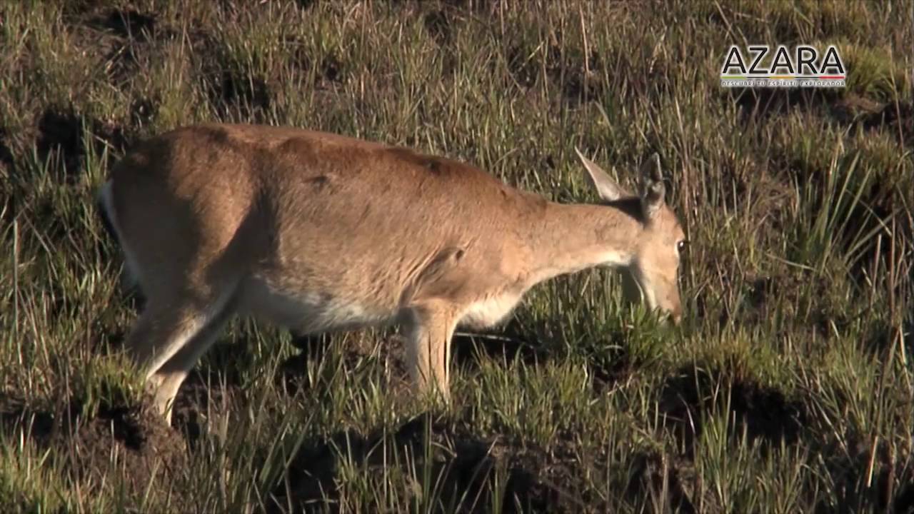 Fauna neotropical - Venado de las pampas - YouTube
