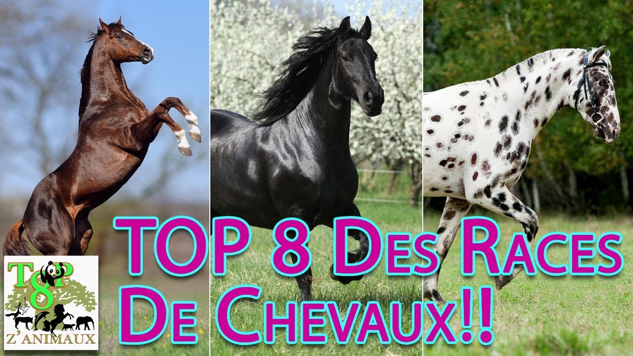 Top 8 Des Races De Chevaux ! - YouTube