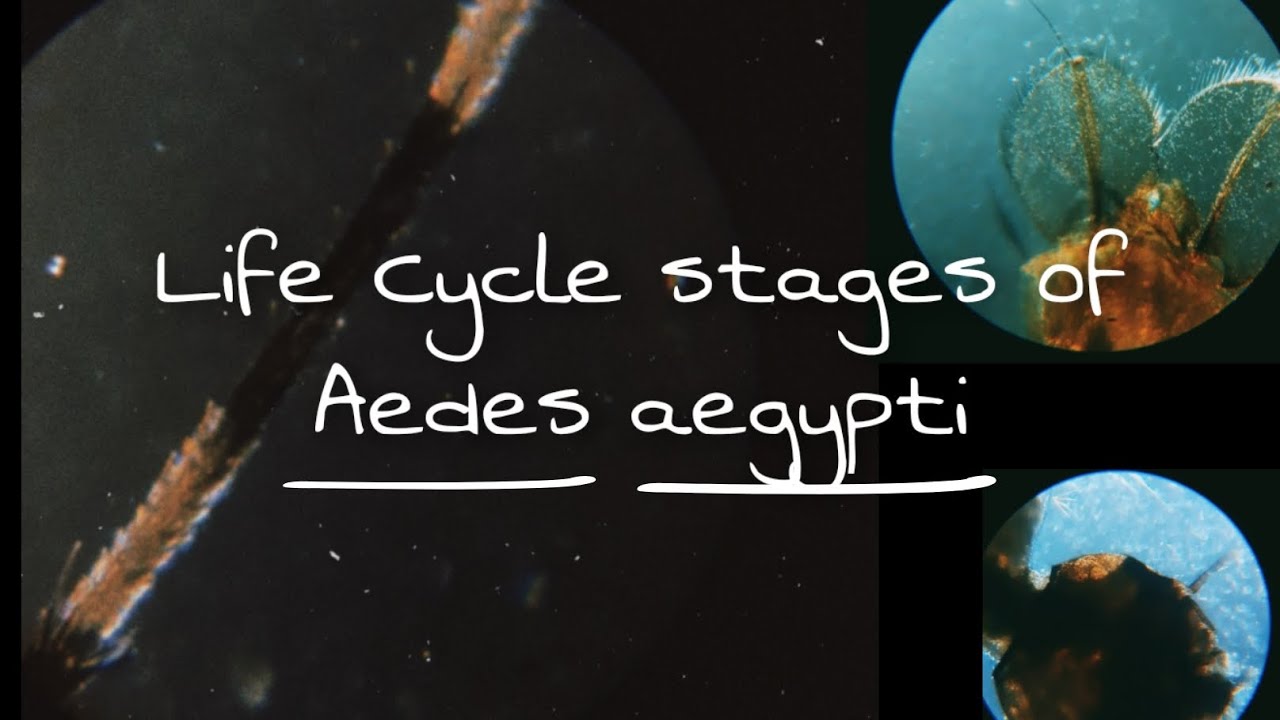 Aedes aegypti under Microscope - (Larval, Pupal, Adult stage) - YouTube