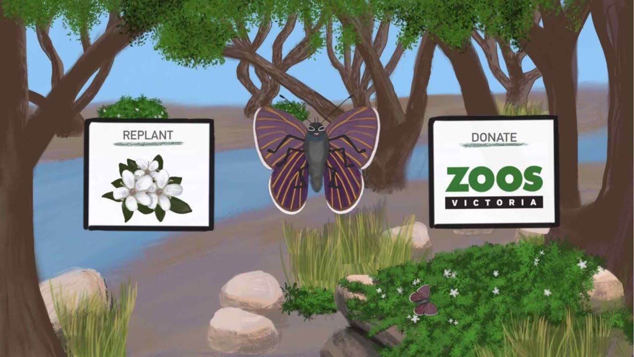 Fathima Sarah, 'Action For Animals - The Golden-rayed Blue Butterfly ...