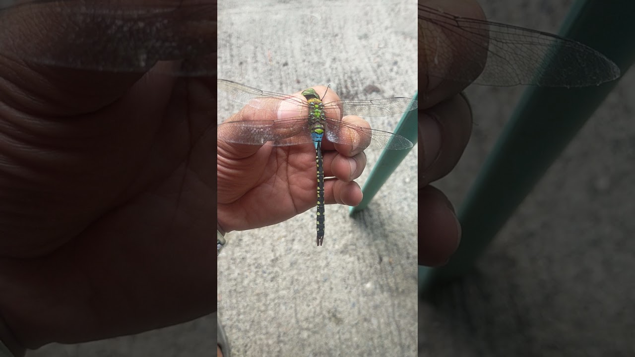 TUTUBI, DRAGONFLY, TUTUBI SA GITNA NG PARANG - YouTube