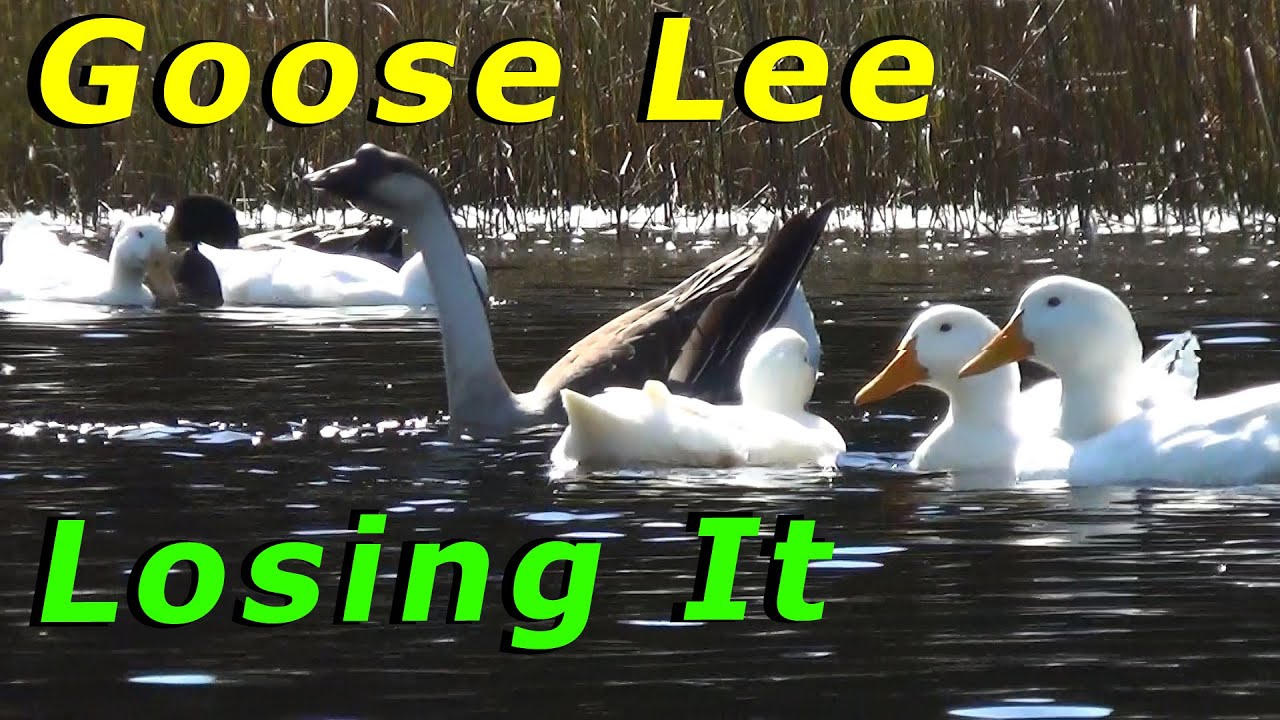 Muscovy Female Found Dead & Beautiful Afternoon On The Lake #54 Raising ...