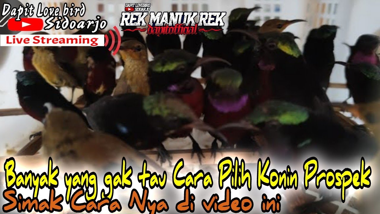 TIPS MEMILIH KONIN OMBYOKAN !!! KOLIBRI NINJA YANG PROSPEK BUAT LOMBA ...