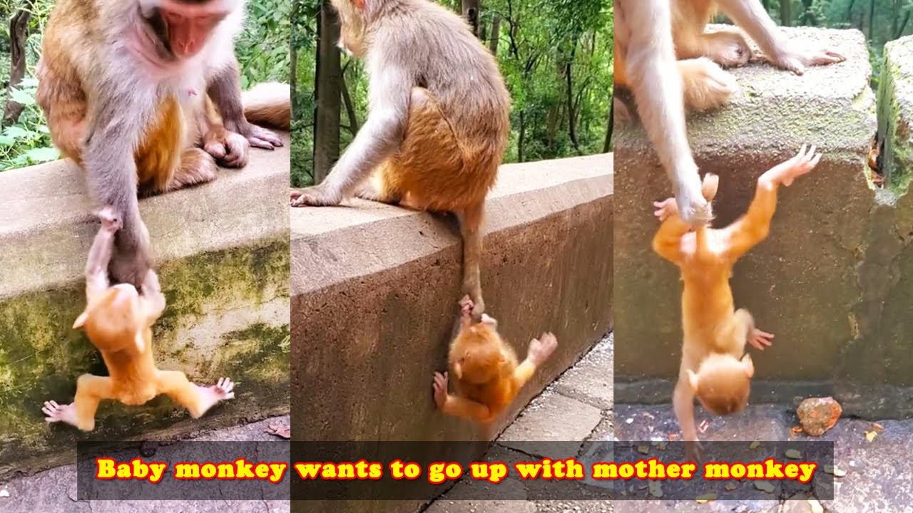 The baby monkey wanted to climb with the mother monkey and the mother monkey helped the baby ...
