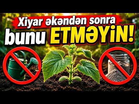 Xiyar əkdiniz? İlk 7 gündə bu səhvi etməyin 🥒⚠️