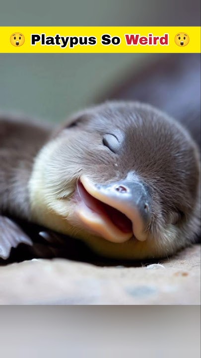 Platypus So Weird 😲 Amazing Facts - YouTube