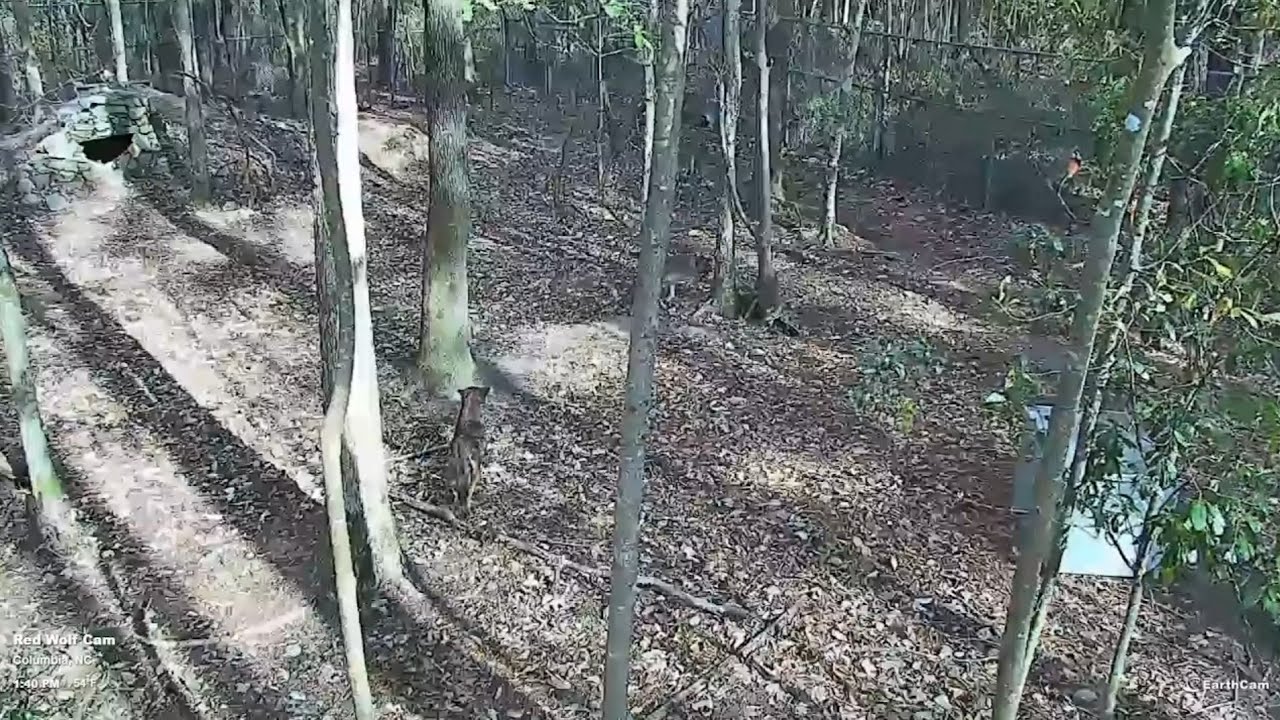 🔴LIVE Red Wolf Cam - Columbia, NC - EarthCam - YouTube