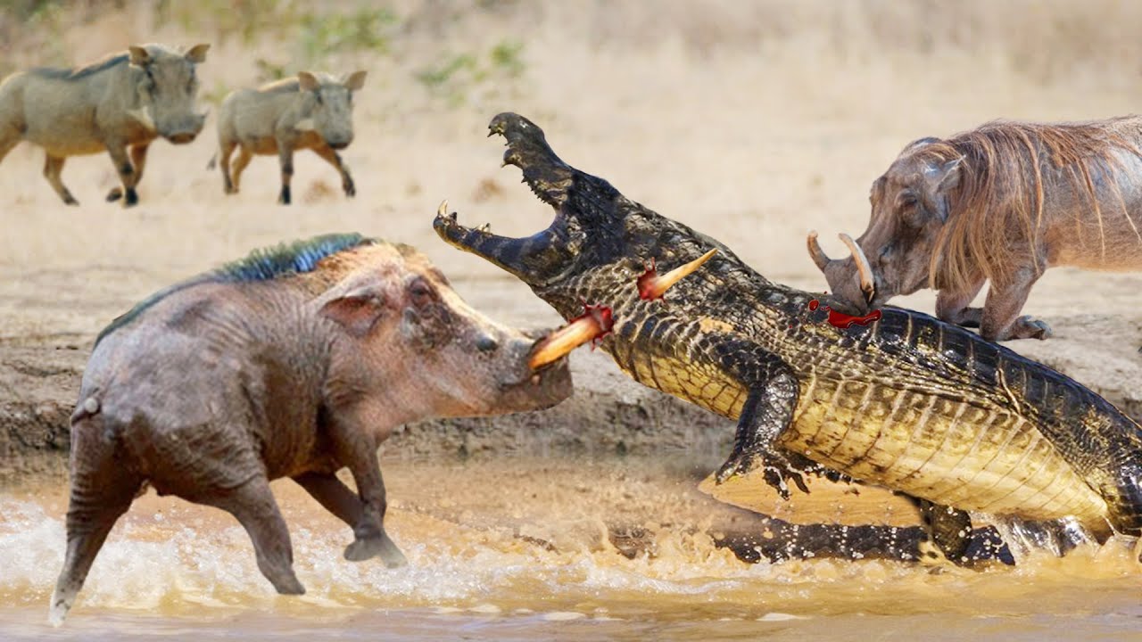 Warthog Used All His Strength To Attack The Crocodile To Save His ...