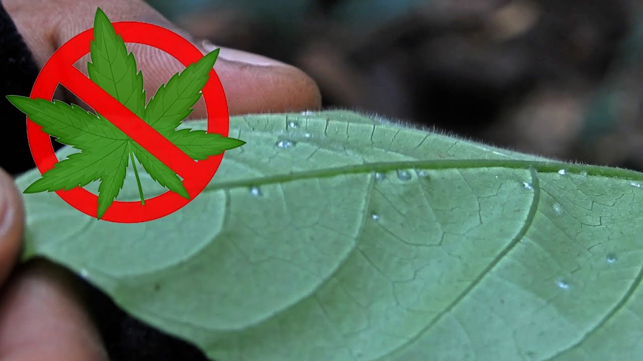 This Is Dangerous Leaf In Rainforest (World's Most Painful Plant Sting ...
