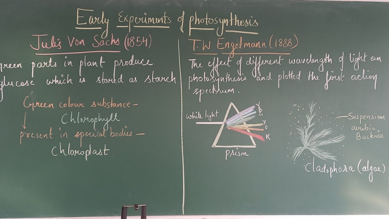 T.W ENGELMANN ( ON CLADOPHORA) AND VON SACHS 'S EXPERIMENTS ...