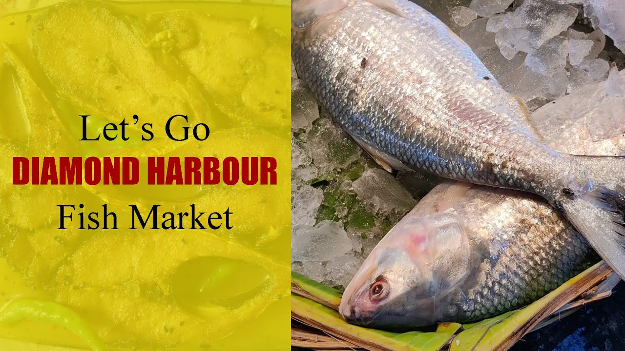 Let's go for an experience on Hilsa Fish at DIAMOND HARBOUR FISH MARKET ...