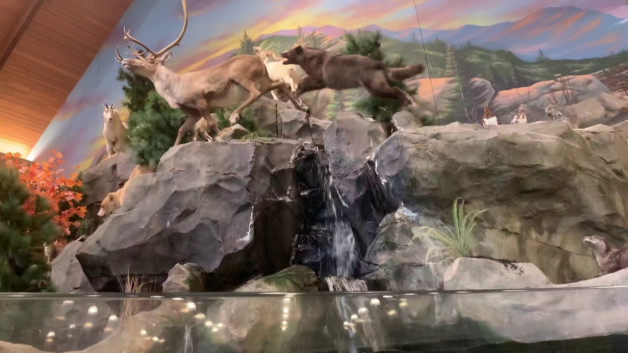 Animal display at market - YouTube