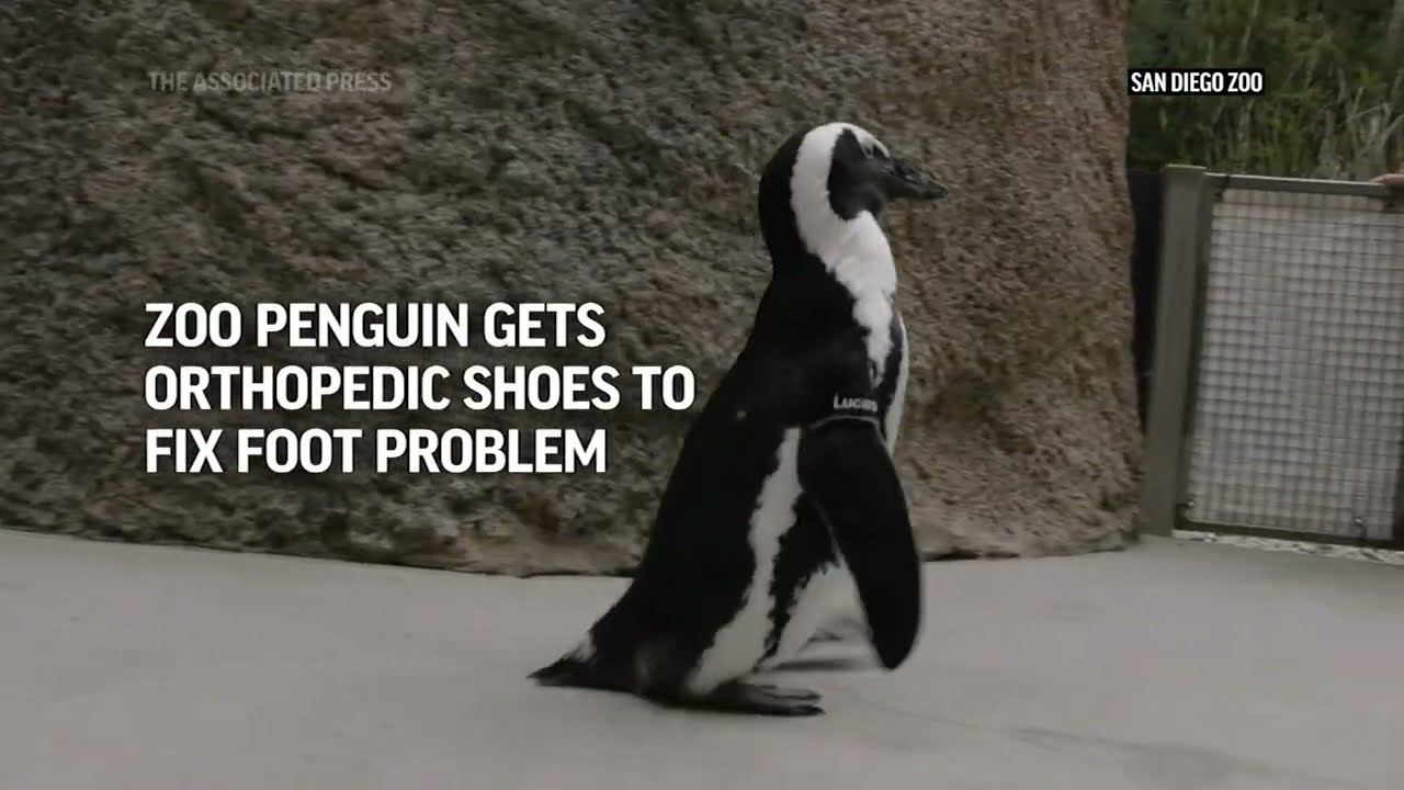 Zoo penguin gets orthopedic shoes to fix feet - YouTube