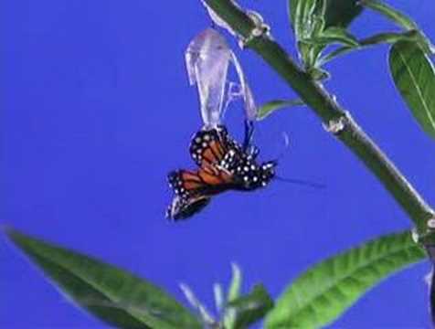 Monarch butterfly metamorphosis