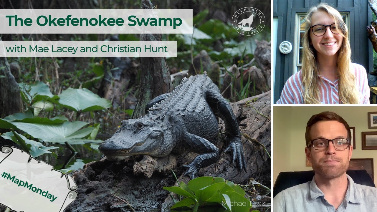 Okefenokee Swamp Animals