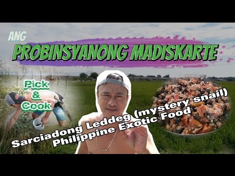 PICKING LEDDEG (MYSTERY SNAIL)/SIMPLE LIFE IN THE PROVINCE,PROVINCE OF ...
