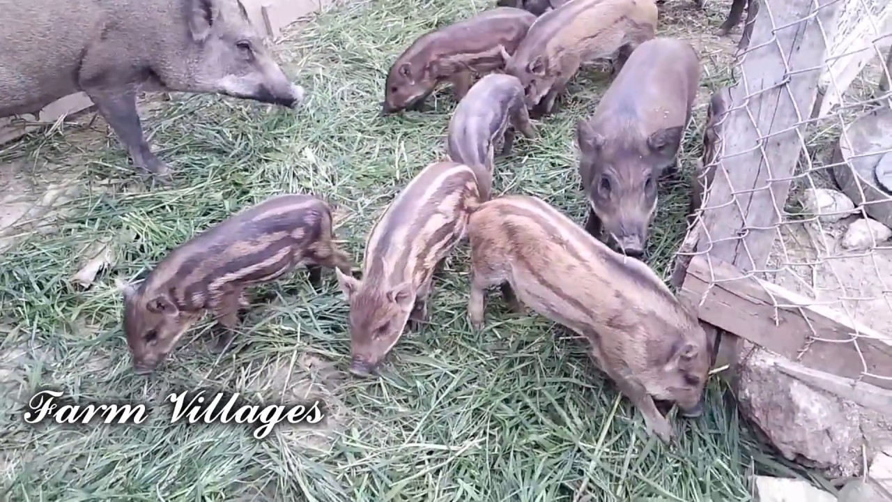 Breed pig - raising wild boars ll Farm Villages. - YouTube