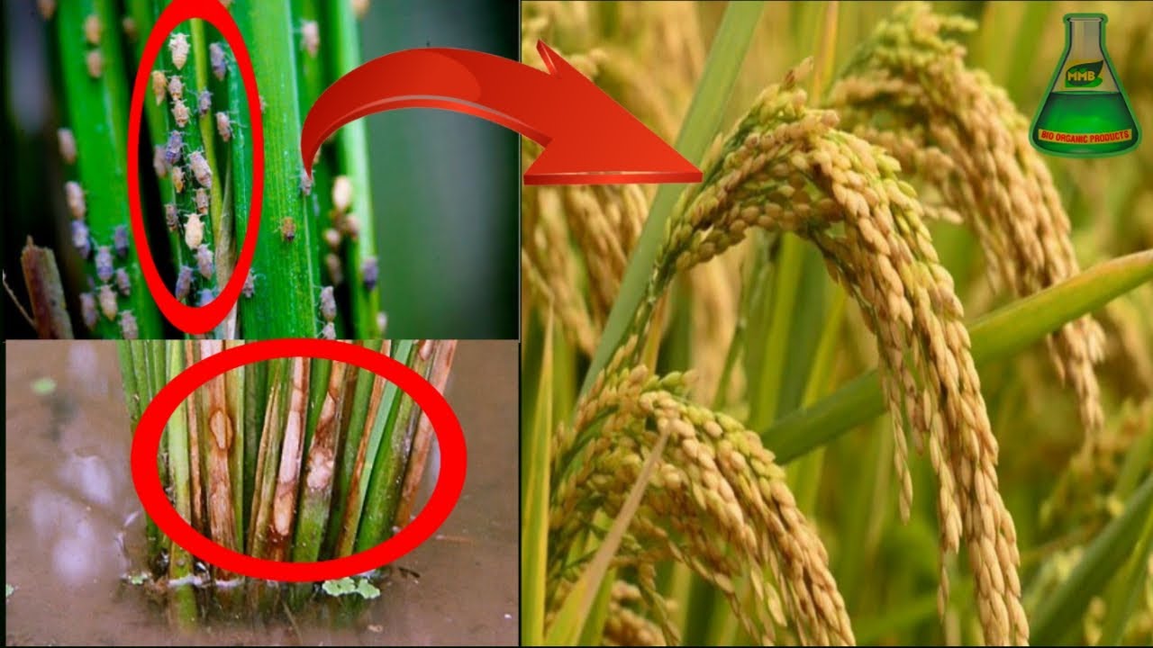 How to Control BPH (Brown Plant Hopper) , Stem Rot and Neck Blast for ...